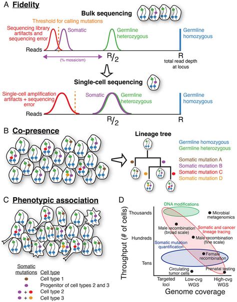 The Three Core Capabilities Of Single Cell Dna Sequencing And