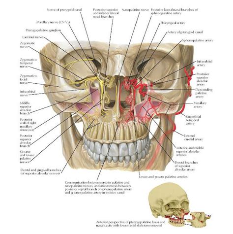 Nerves And Arteries Of The Deep Face Anatomy Nerve Of Pterygoid Canal