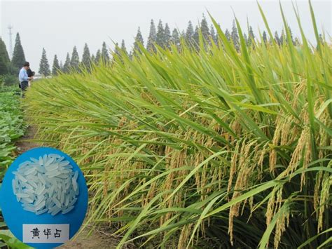 广东农科院选育的水稻品种入选全国推广面积前十—新闻—科学网