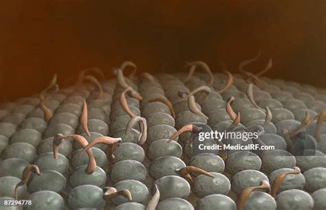 Nuclear Membrane Photos And Premium High Res Pictures Getty Images