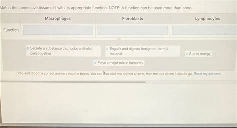 Solved Match The Connective Tissue Cell With Its Appropriate