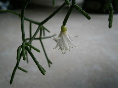 Rhipsalis Cereuscula
