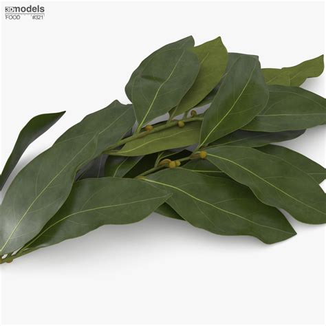 Laurel Branch 3d Model Download Herbs On