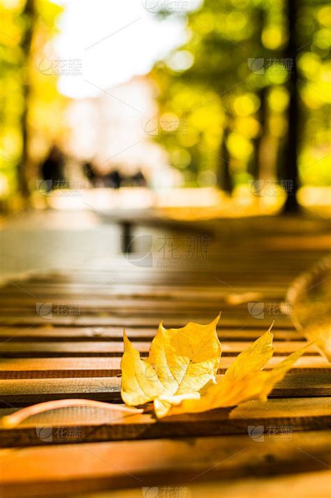 秋天——公园长椅上那片黄色的枫叶