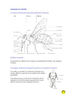 Anatomie De Labeille Pcamus Be Anatomie De L Abeille Pcamus Be