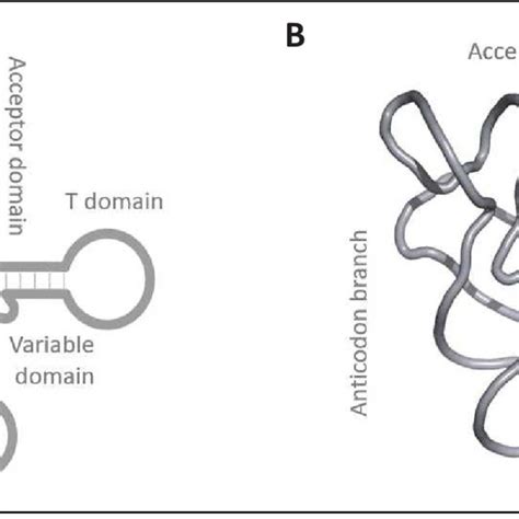 Secondary And Tertiary Structures Of Trnas A Classic Cloverleaf Download Scientific Diagram