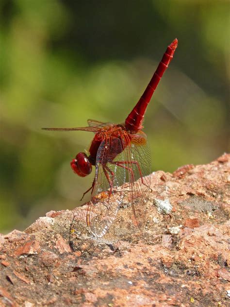 Crocothemis Erythraea 빨간 잠자리 뗏목 날개 Pixabay의 무료 사진 Pixabay