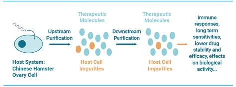 Overcoming Challenges In Cho Host Cell Protein Detection And