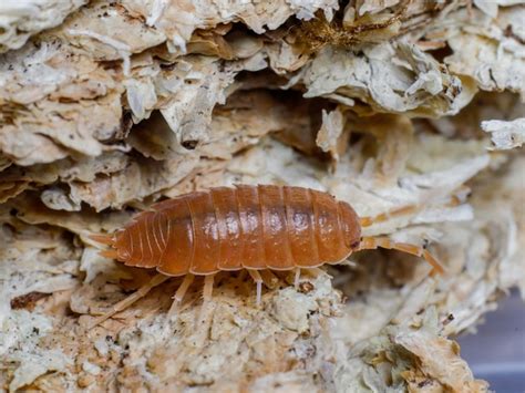 Premium Photo Isopod In Nature Insect Bug Bivalve