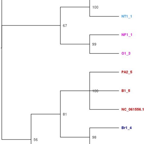 The Bayesian Phylogenetic Tree Of The Browsing Ants Inferred From A