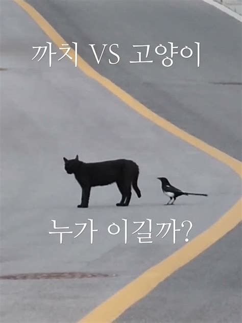 까치의 무서운 호통 고양이가 까치 새끼를 건드린 것 같아요 Youtube