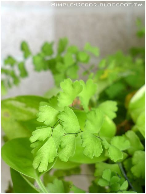 生活小綠意 不請自來的蕨類植物：松葉蕨whisk Fern、鐵線蕨maidenhair Fern、鱗毛蕨wood Fern？