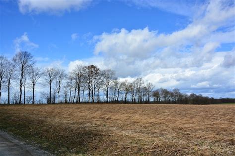 Nackte bäume auf dem feld gegen den himmel Premium Foto