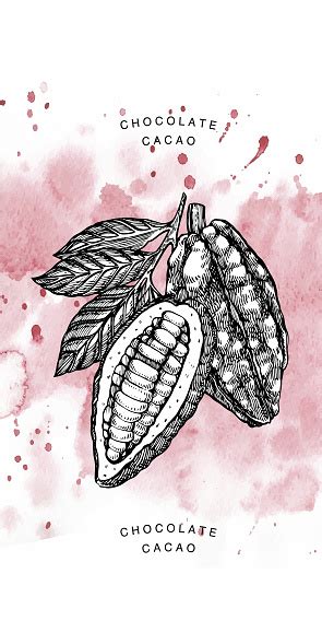 초콜릿 코코아 콩 벡터 일러스트 레이 션 새겨진된 스타일 그림입니다 스케치 된 손으로 그린 카 카오 콩 나무 잎 및 분기 0명에 대한 스톡 벡터 아트 및 기타 이미지