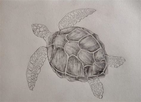 2 Realistic Sea Turtle Drawing Sketching Ideas For Artists The Turtle Hub