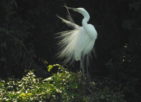白鷺鷥 拍攝月份：10月 Nikon集鳥趣 2021年桌曆飛羽照片大募集