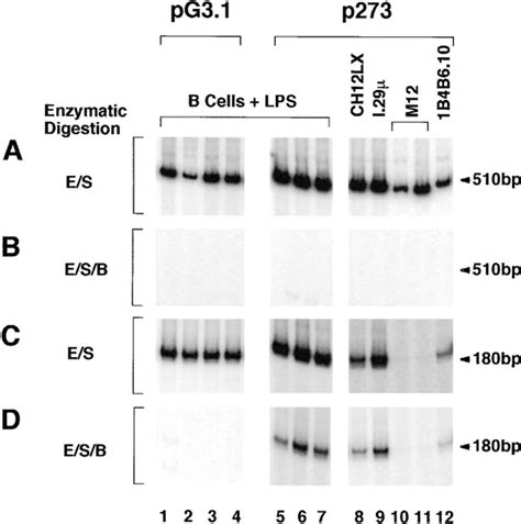 The Authenticity Of The Dc Pcr Products Was Verified By Restriction