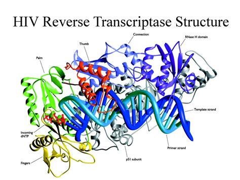 Cell Physiology Of Disease Ppt Download