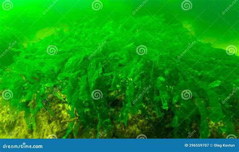 Green Algae On The Seabed Ulva Enteromorpha Cladophora Stock Image
