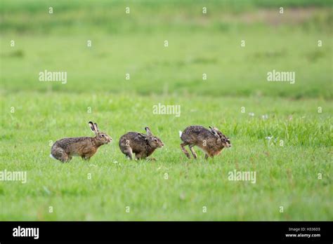 Three Hare Running Hi Res Stock Photography And Images Alamy