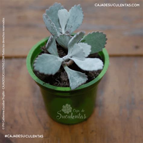 Suculenta Kalanchoe Pumila Caja De Suculentas Y Plantas Ex Ticas En
