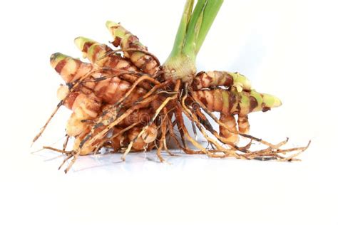 Turmeric Plant Root Uses