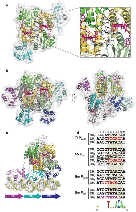 The Carh Tetramer And Its Unexpected Dna Binding Mode A The Download Scientific Diagram