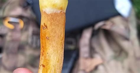 Larch Bolete Album On Imgur