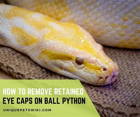 How To Remove Retained Eye Caps On Ball Python