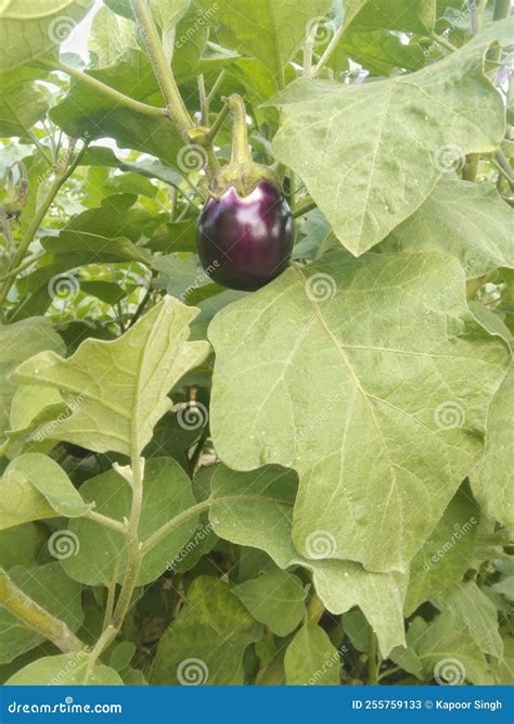 Eggplant Hanging On The Homegarden Stock Image Image Of Colour