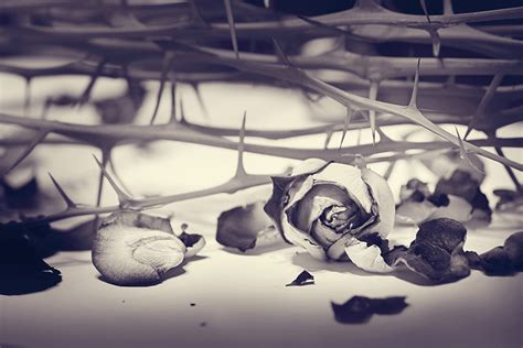 풍경이 있는 묵상 가시의 사랑이정우 목사 기독교개혁신보