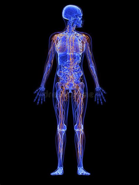 Vrouwelijke Anatomie Lymfatisch Systeem Stock Illustratie
