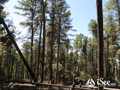 Самар түүх зөвшөөрлийг ирэх сарын 15 аас олгож эхэлнэ Isee Mn