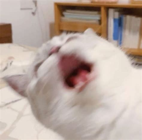 Создать мем зевающий кот смешная кошка Кошка Картинки Meme