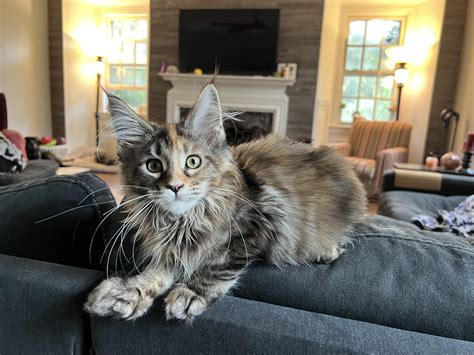 Ready For The Weekend R Whiskerfireworks
