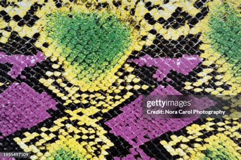 Python Repeat Photos And Premium High Res Pictures Getty Images