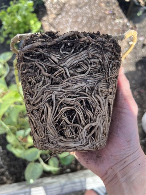 Golden Pothos Root Porn R Rootporn
