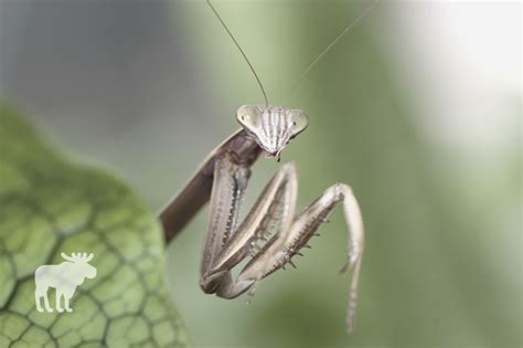 Do Praying Mantises Kill Hummingbirds — Forest Wildlife