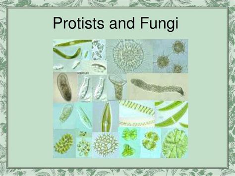 Ppt Protists And Fungi Powerpoint Presentation Free Download Id