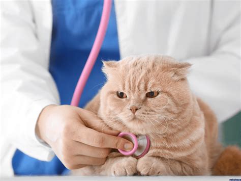 猫専門の個室ペットホテル「ねこべや」｜東京・羽田空港・神奈川・名古屋・大阪・埼玉