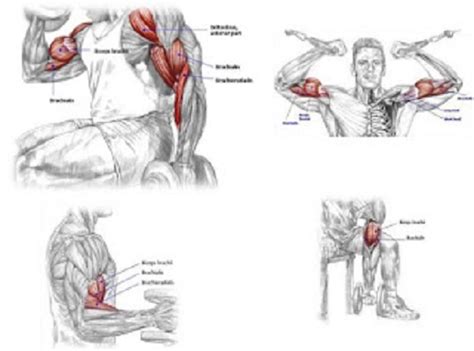Different Bicep Exercises To Try Out Bodybuilding Com