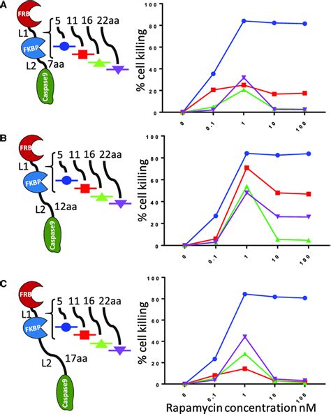 Exploration Of Frb Fkbp12 Casp9 Structure Function Variants Of
