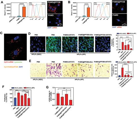Effect Of Cxcr4 Inhibition And Stat3 Gene Silencing On Fibroblast