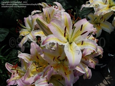Plantfiles Pictures Oriental Lily Tom Pouce Lilium By Gindee77 Plantfiles Pictures Oriental Lily Tom Pouce Lilium By Gindee77