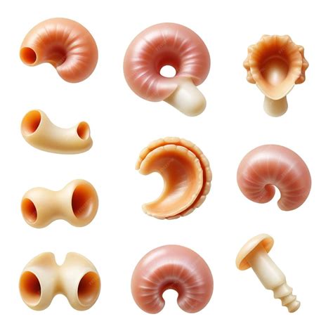 A Collection Of Different Types Of Objects Including Mushrooms