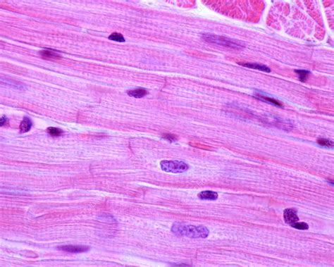 Heart Myocardium Light Micrograph Stock Image C055 4011 Science Photo Library