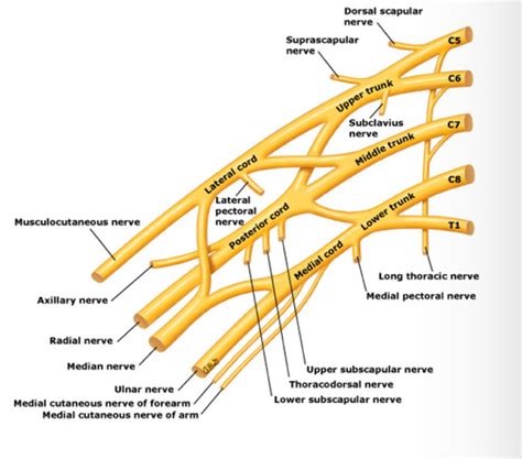 Disorders Of The Shoulder And Elbow Flashcards Quizlet