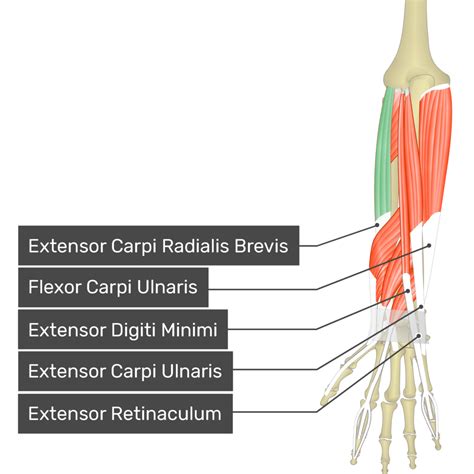 Extensor Carpi Radialis Brevis Muscle Getbodysmart