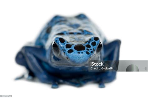 블루와 블랙 독 다트 개구리 Dendrobates Azureus 흰색 배경에 대 한 초상화 푸른독개구리에 대한 스톡 사진 및