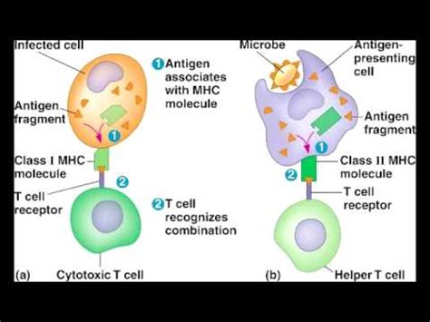 MHC 1 Major Histocompatibility Complex I YouTube